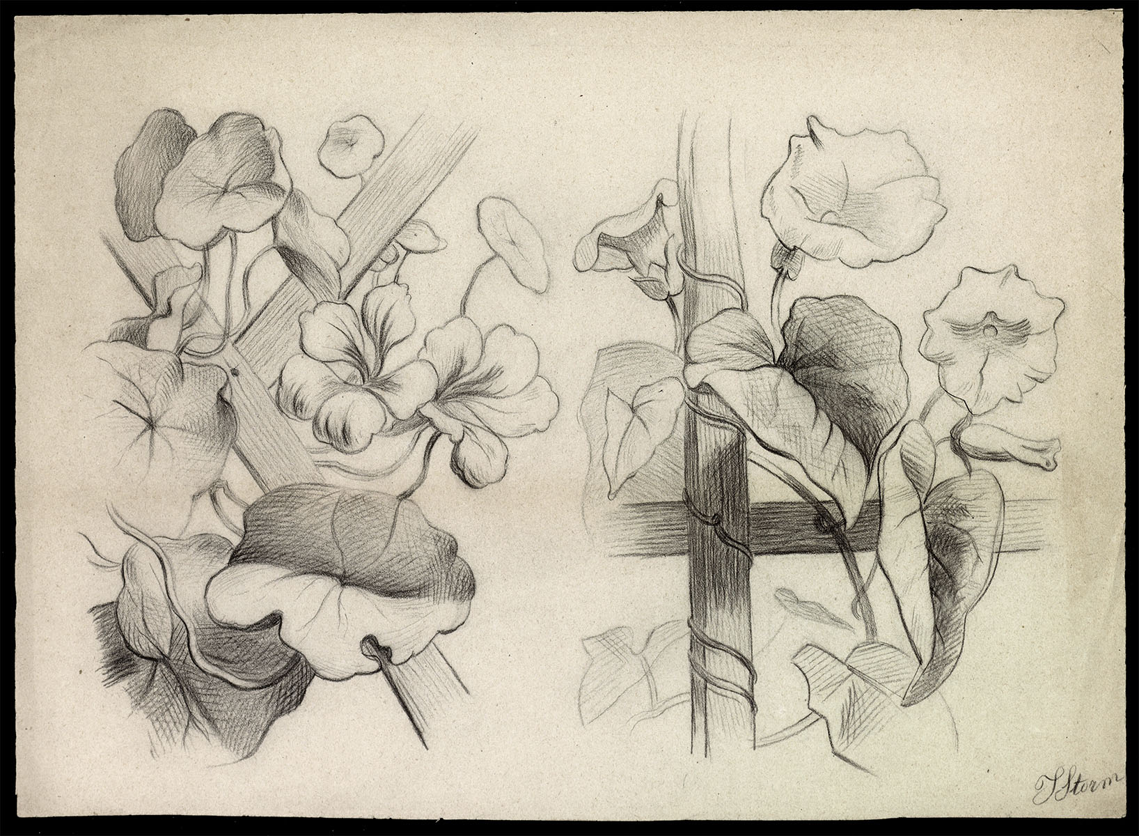 Buy a pencil drawing by Dutch artist Jacobus Storm